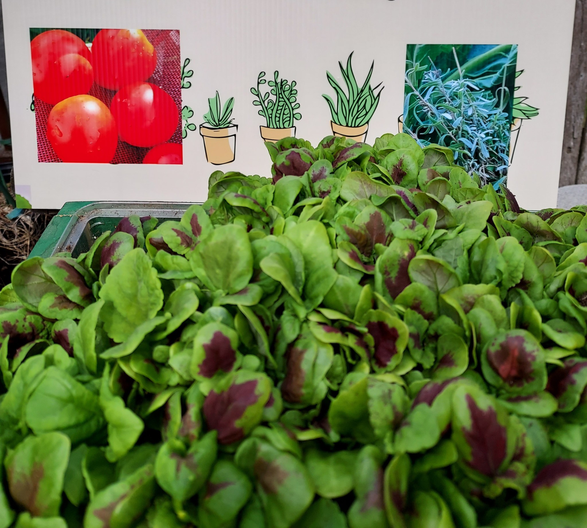 Bellingham Garden Club of MA – Garden Club nonprofit